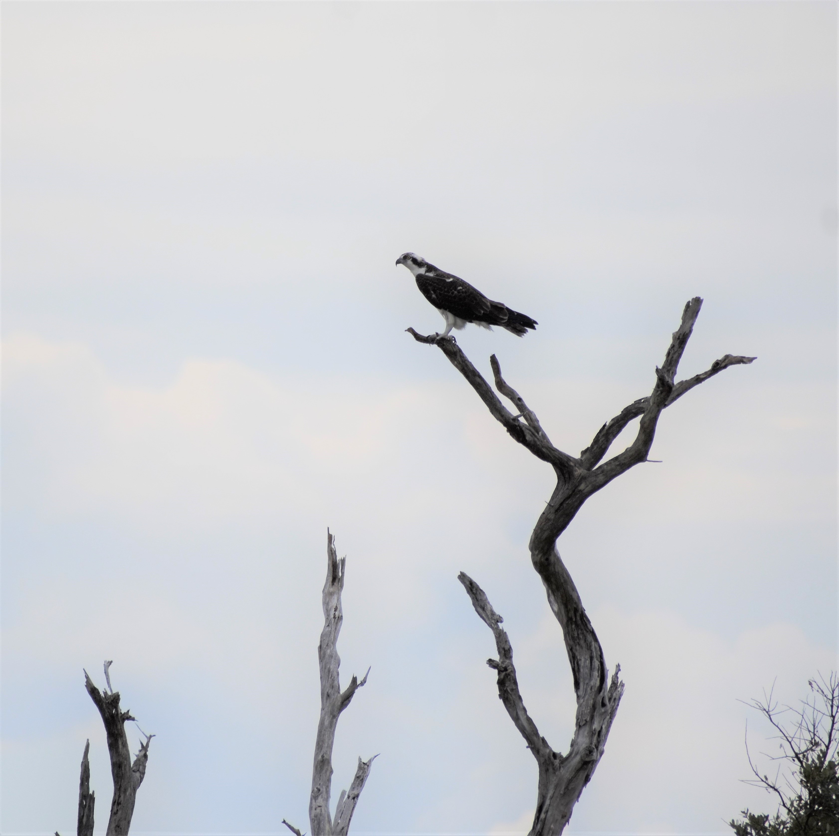 Florida Trail – Santa Rosa Island, Florida – Footpaths