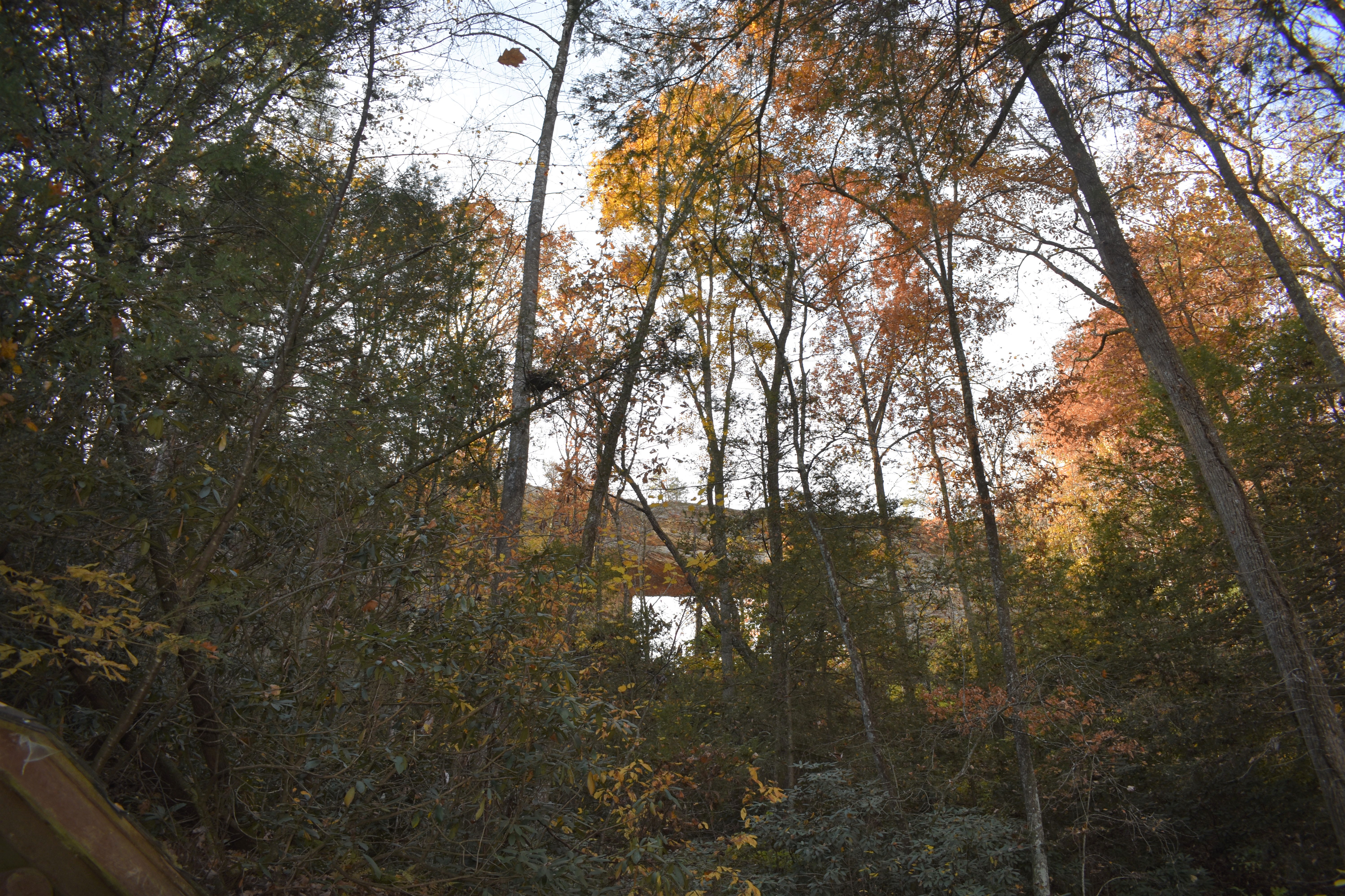 The Original, Laurel Ridge, and Balanced Rock Trails, Natural Bridge ...