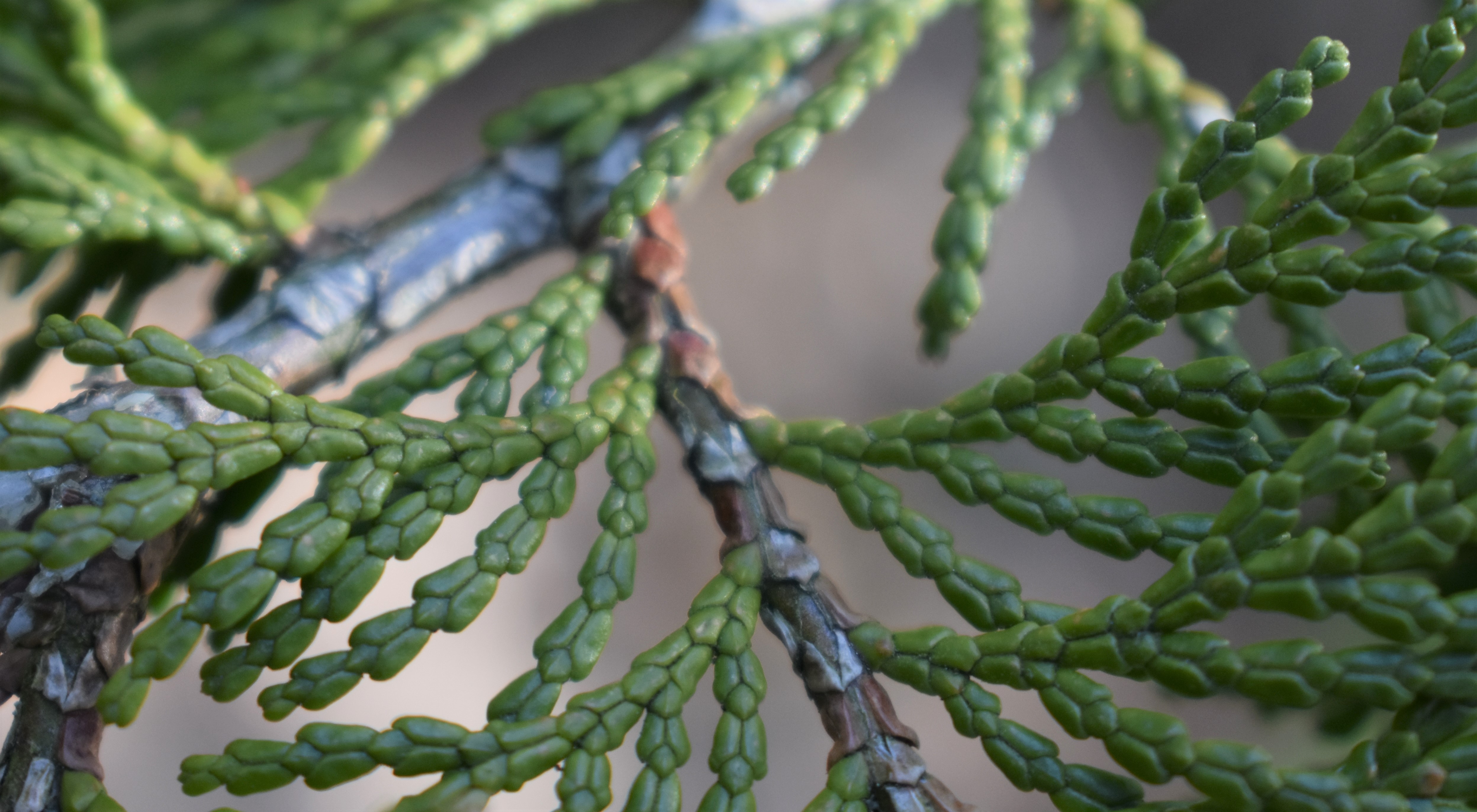 Identifying Evergreen Conifers – Footpaths