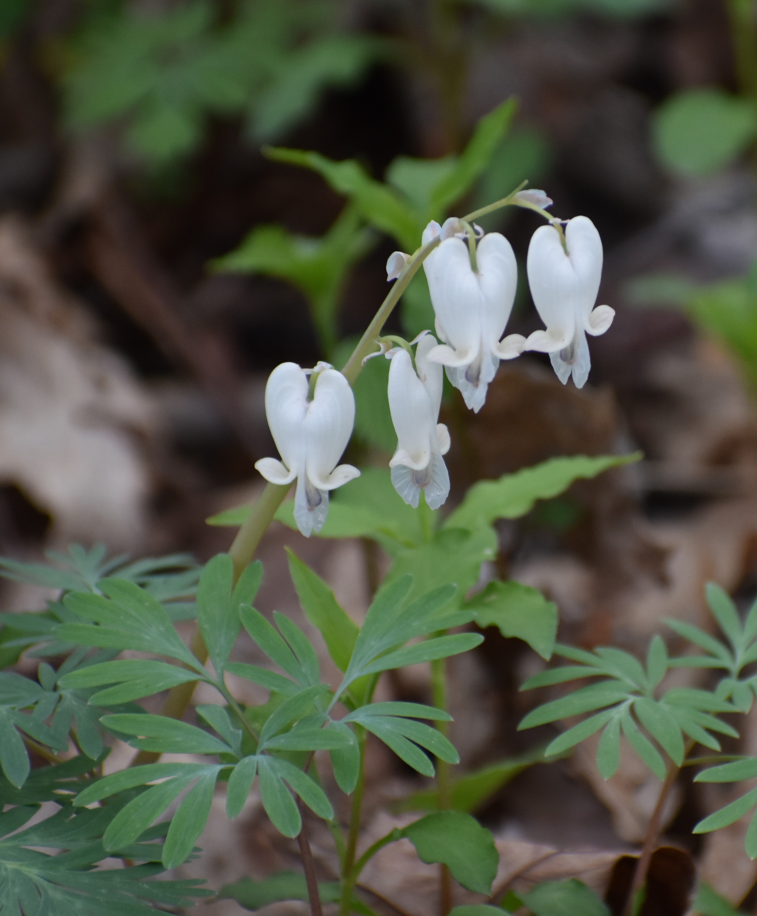 Spring Ephemerals – Withrow Nature Preserve, Cincinnati, Ohio – Footpaths