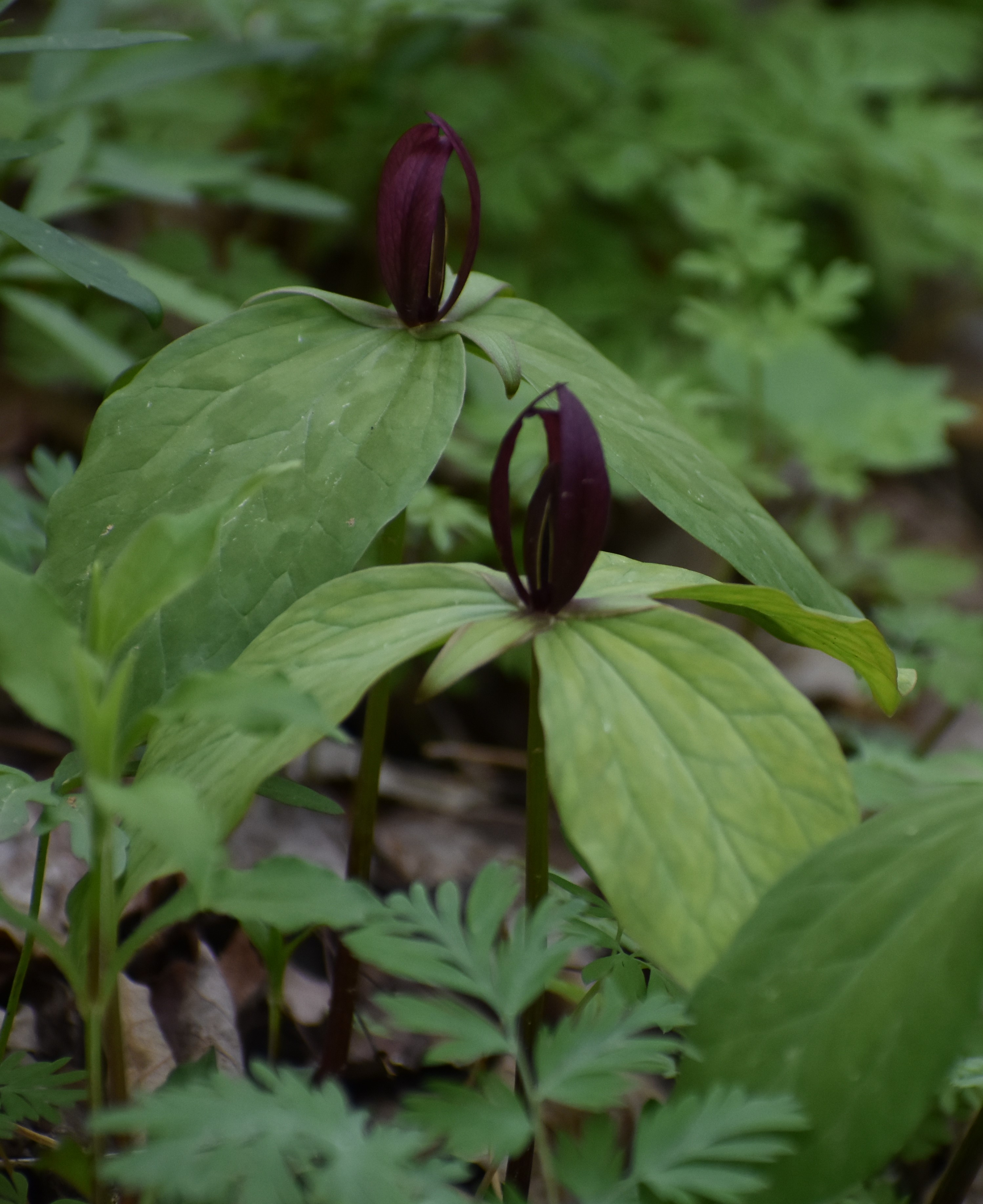 Spring Ephemerals – Withrow Nature Preserve, Cincinnati, Ohio – Footpaths
