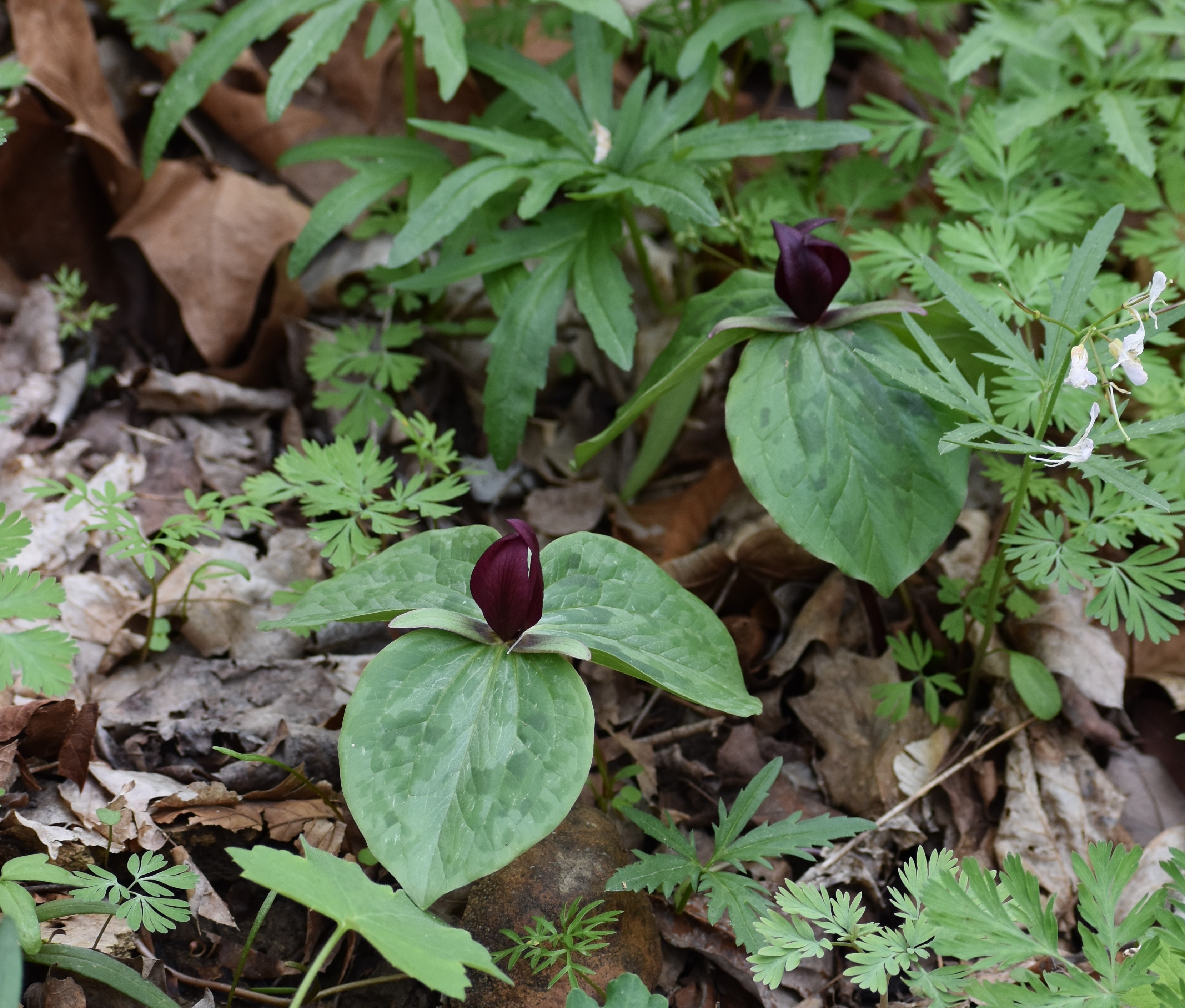Spring Ephemerals – Withrow Nature Preserve, Cincinnati, Ohio – Footpaths