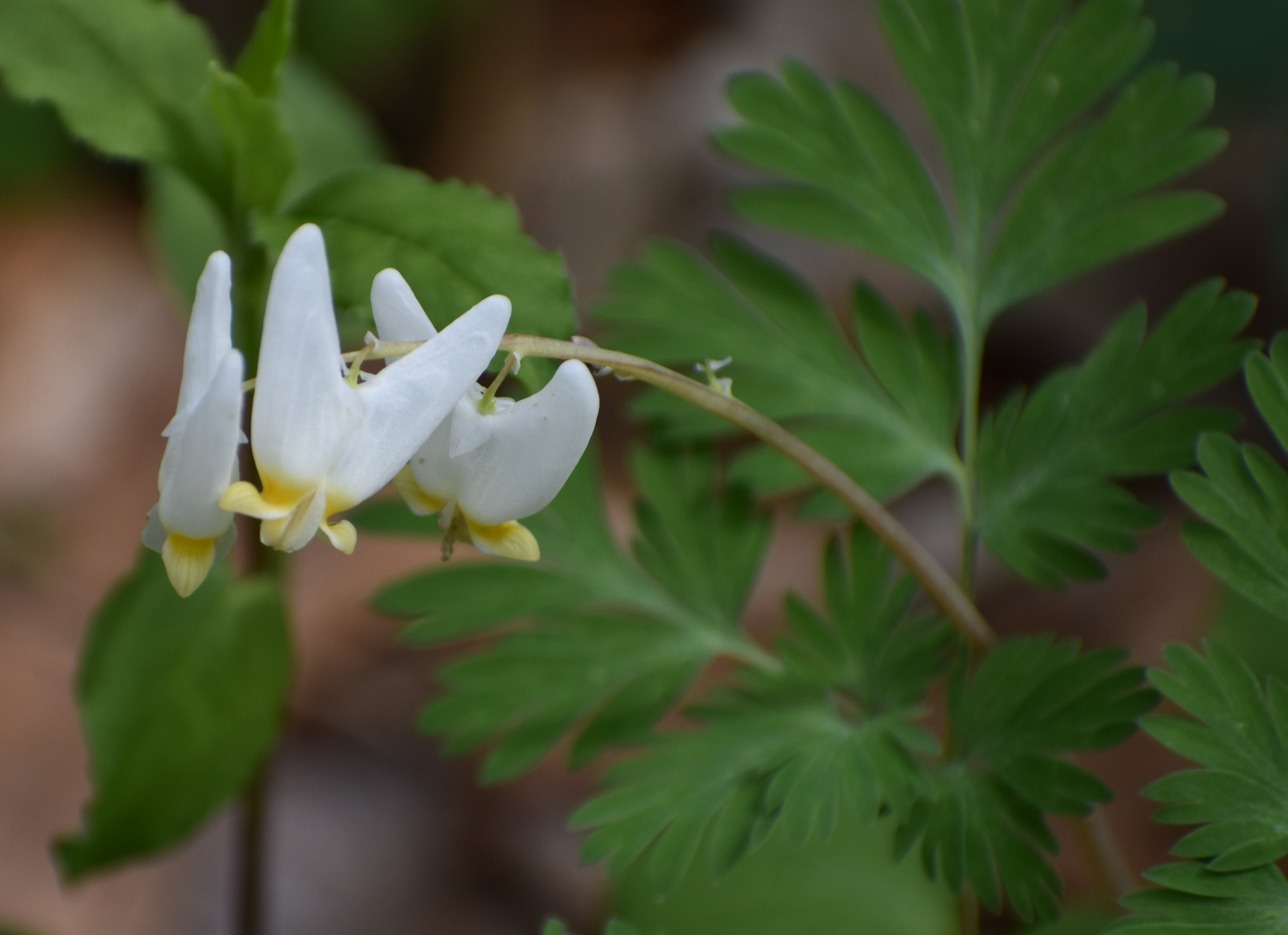 Spring Ephemerals – Withrow Nature Preserve, Cincinnati, Ohio – Footpaths