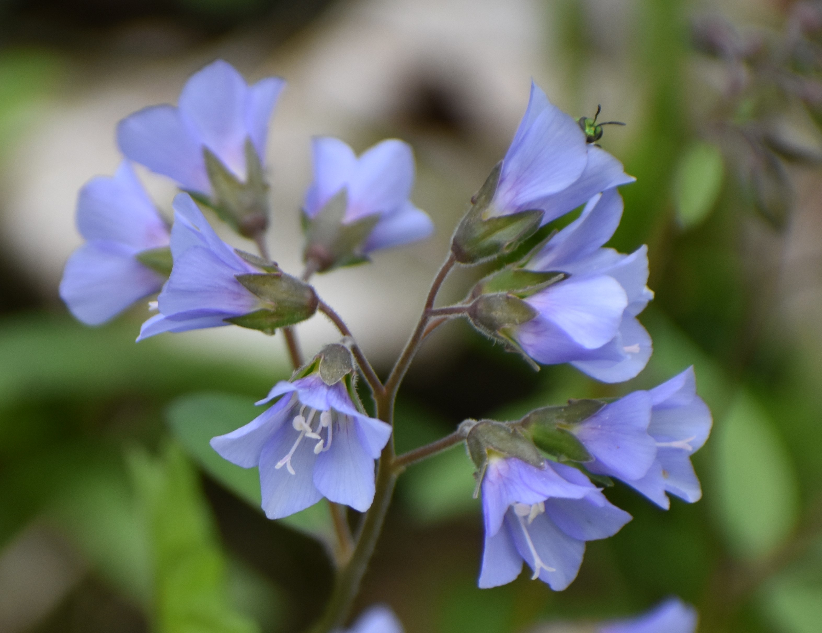 Spring Ephemerals – Withrow Nature Preserve, Cincinnati, Ohio – Footpaths