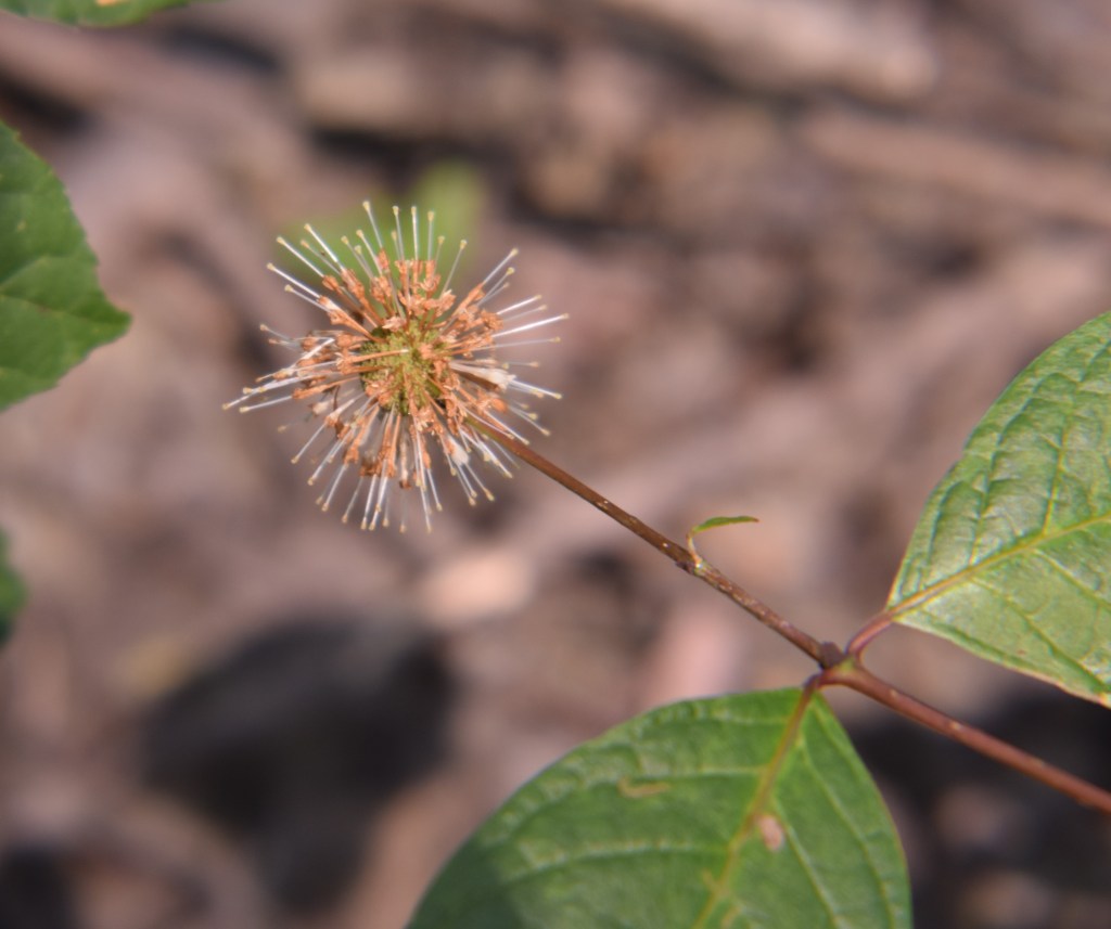 Rinsky Woods Nature Preserve Edenton, Ohio – Footpaths