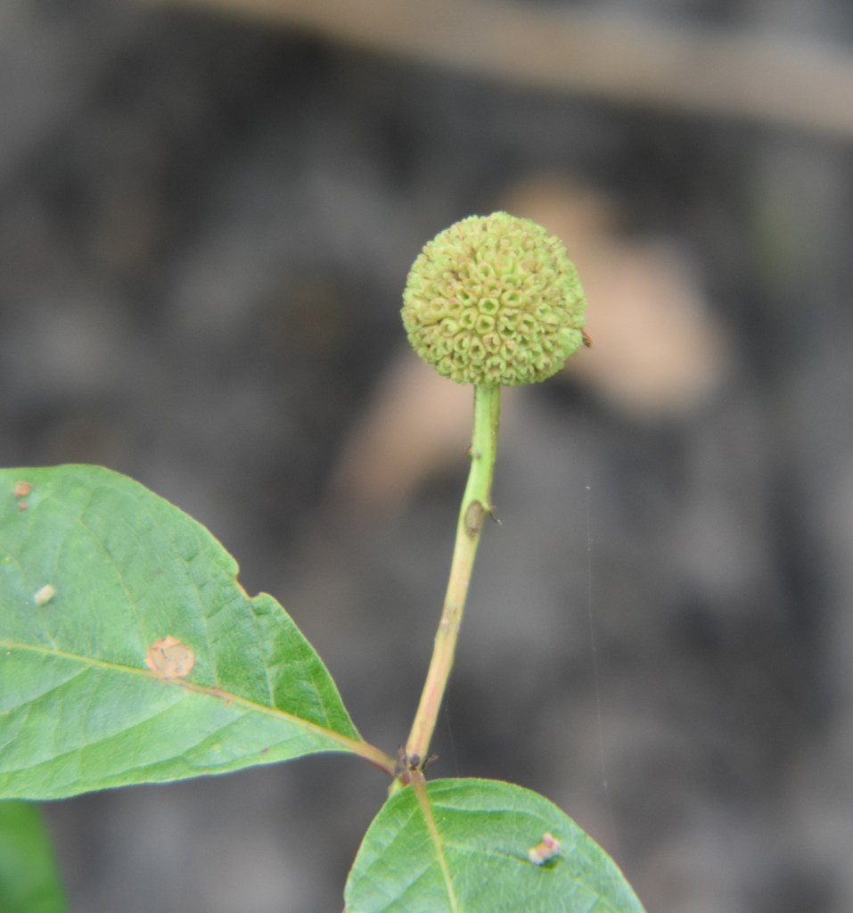 Rinsky Woods Nature Preserve Edenton, Ohio – Footpaths